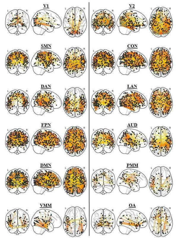 Key to human intelligence lies in how brain networks work together ...